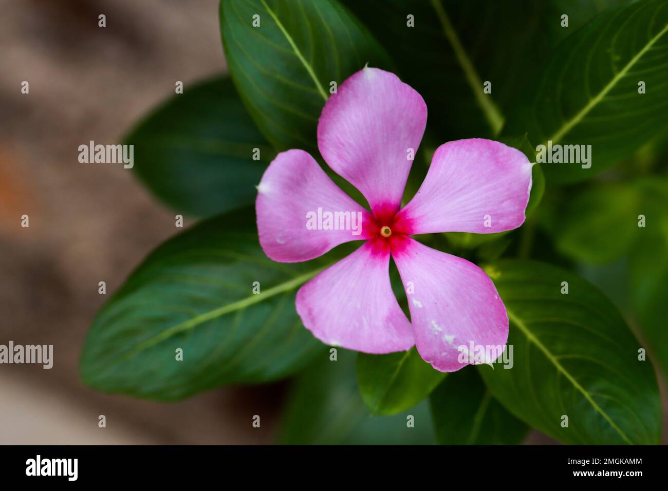 Catharanthus roseus. Bright eyes. Cape periwinkle. Graveyard plant ...