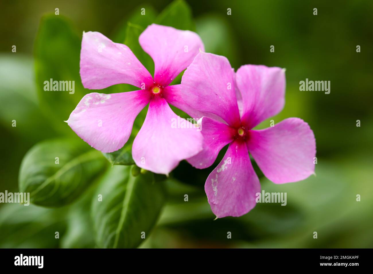 Catharanthus roseus. Bright eyes. Cape periwinkle. Graveyard plant ...