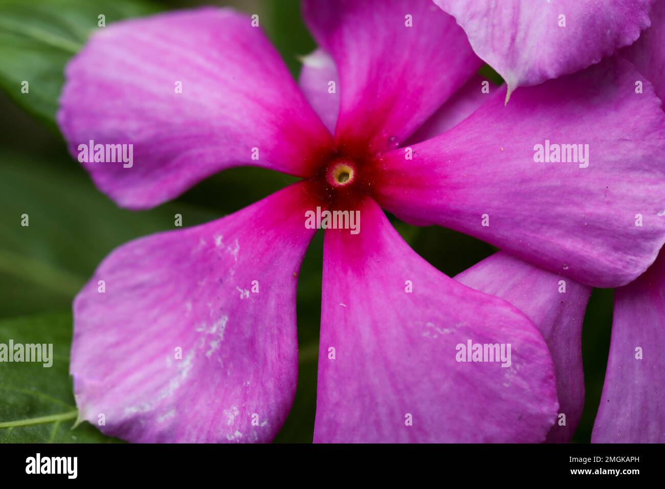 Catharanthus roseus. Bright eyes. Cape periwinkle. Graveyard plant ...