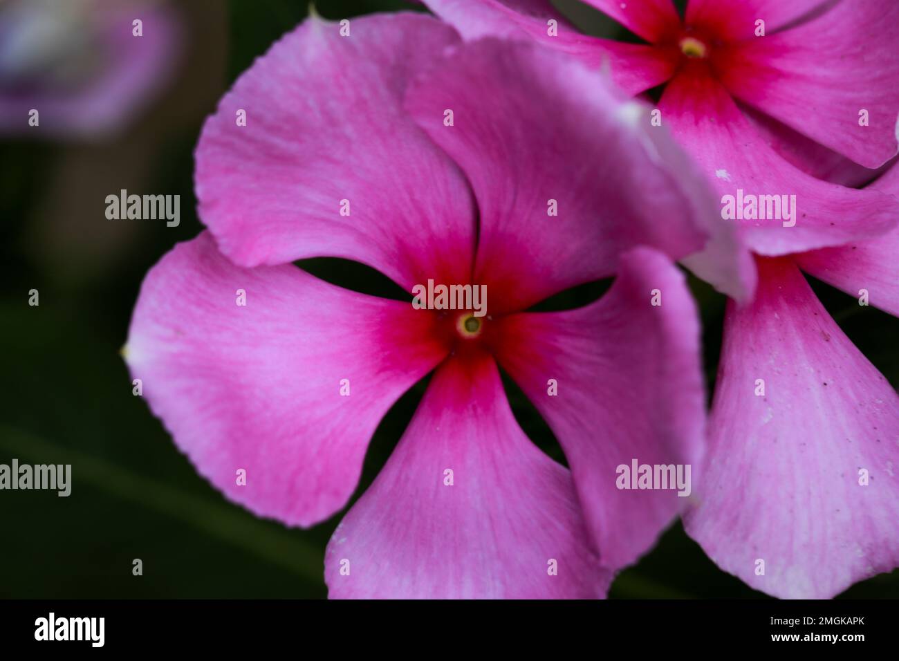 Catharanthus roseus. Bright eyes. Cape periwinkle. Graveyard plant ...