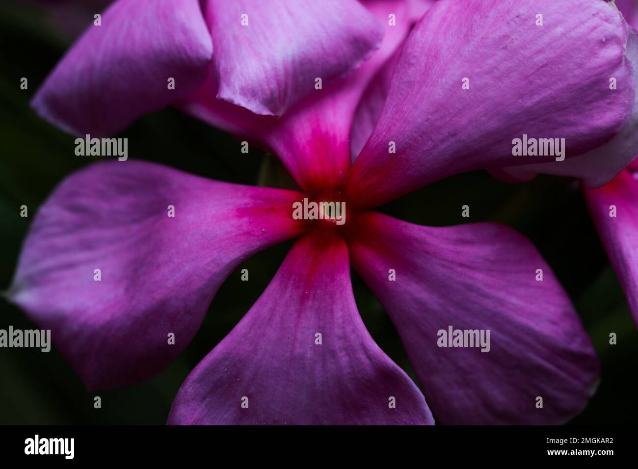 Catharanthus roseus. Bright eyes. Cape periwinkle. Graveyard plant ...