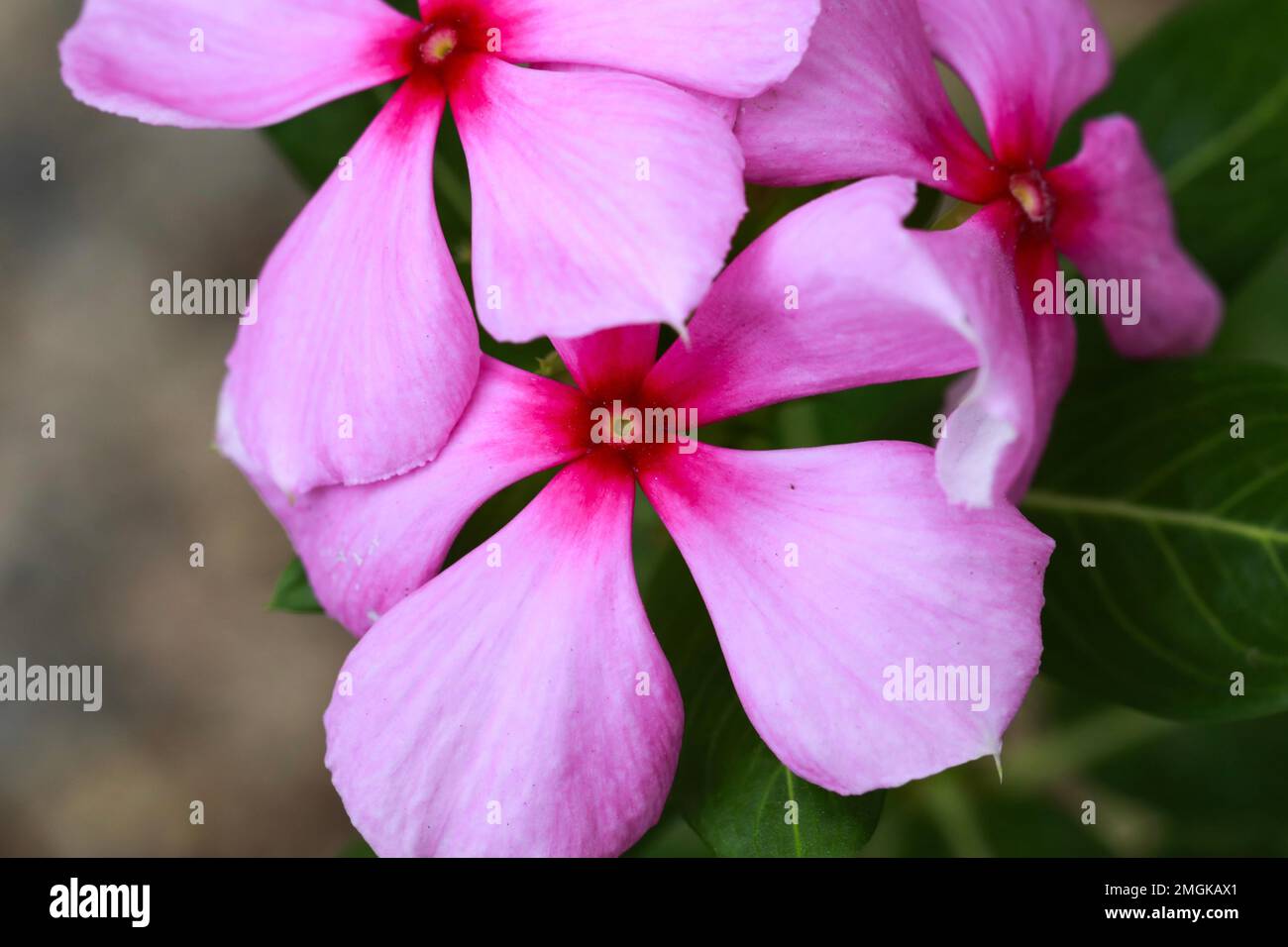 Catharanthus roseus. Bright eyes. Cape periwinkle. Graveyard plant ...