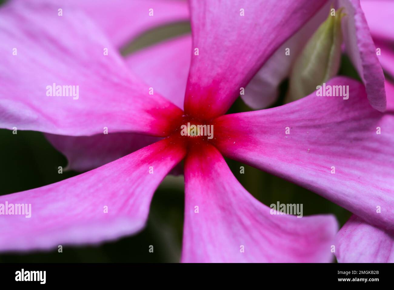 Catharanthus roseus. Bright eyes. Cape periwinkle. Graveyard plant ...