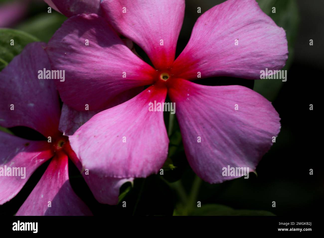 Catharanthus roseus. Bright eyes. Cape periwinkle. Graveyard plant ...