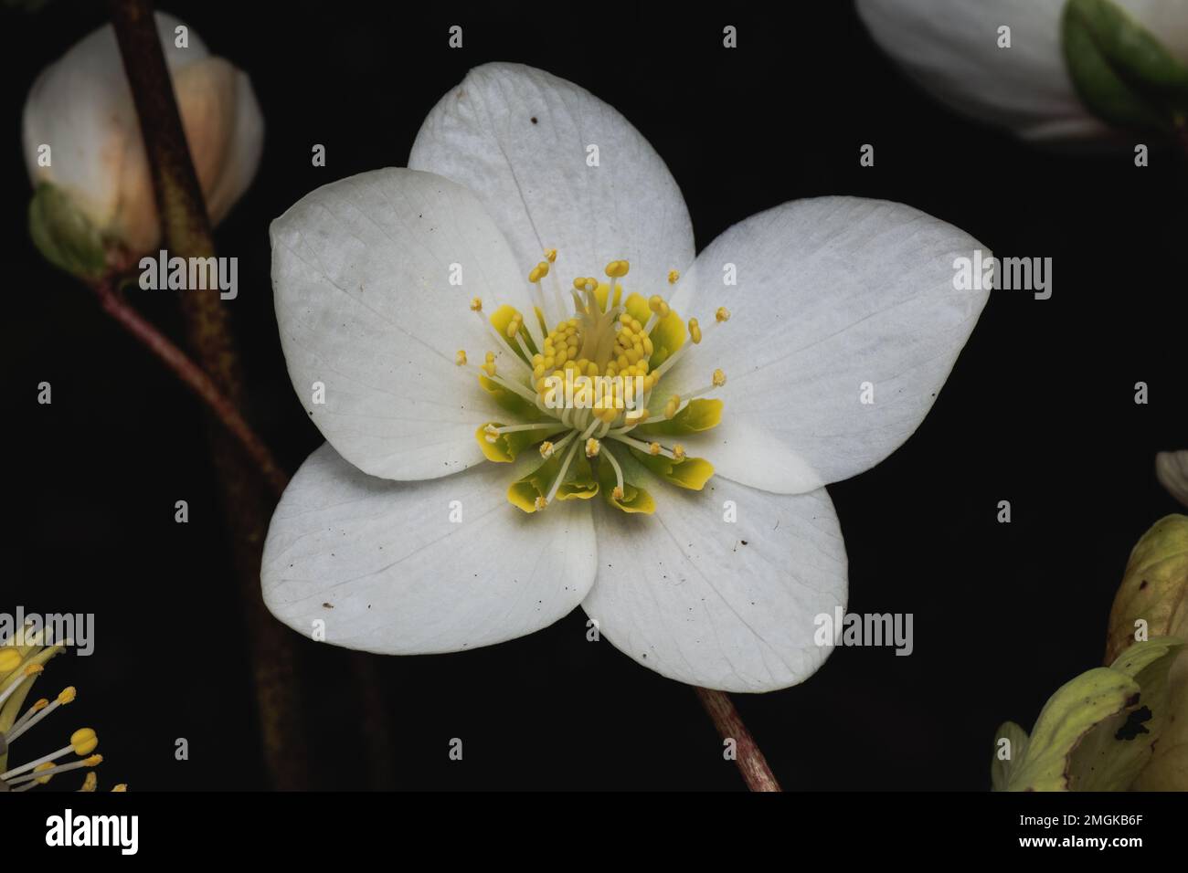 Blooming christmas hi-res stock photography and images - Alamy