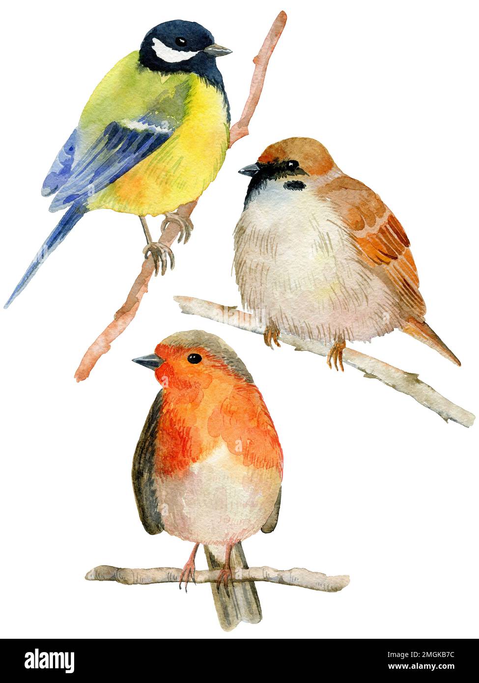 Watercolor birds set - tit, sparrow and robin. Hand painted ...