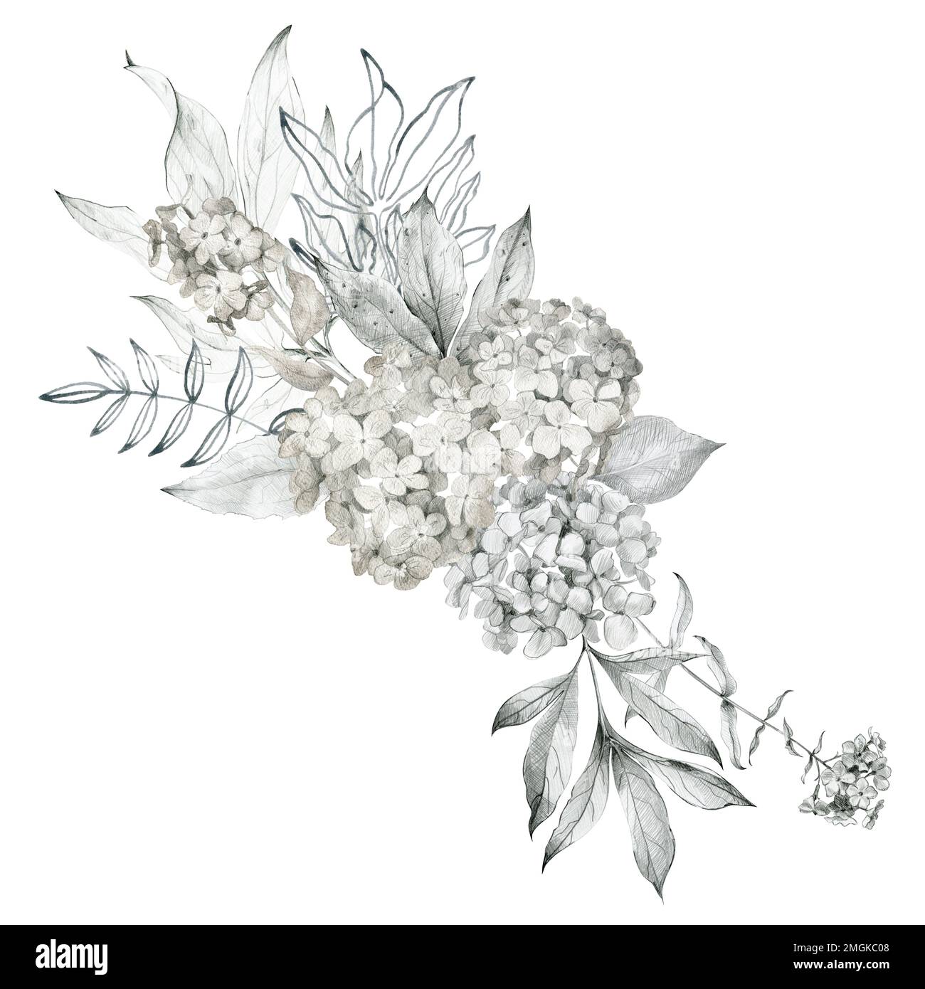 Silver leaf hydrangea Cut Out Stock Images & Pictures - Alamy
