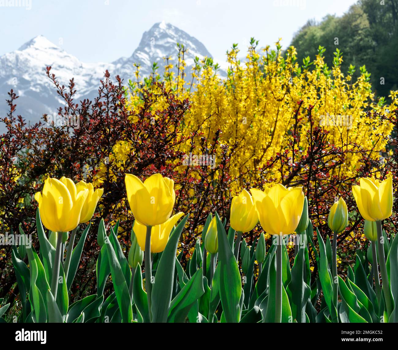 Beautiful tulip landscaping design hi-res stock photography and images ...