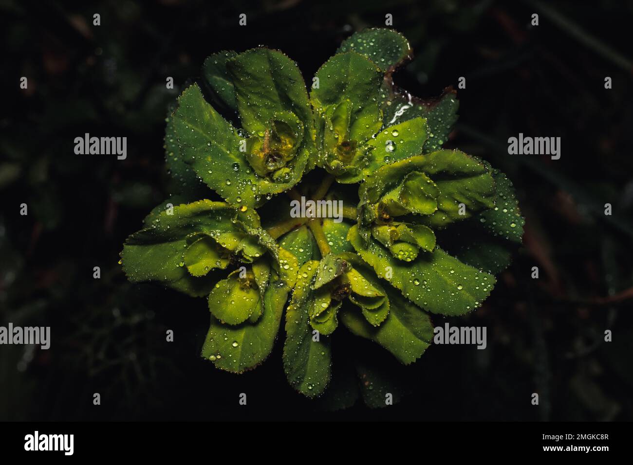 green plant on rainy winter day Stock Photo - Alamy