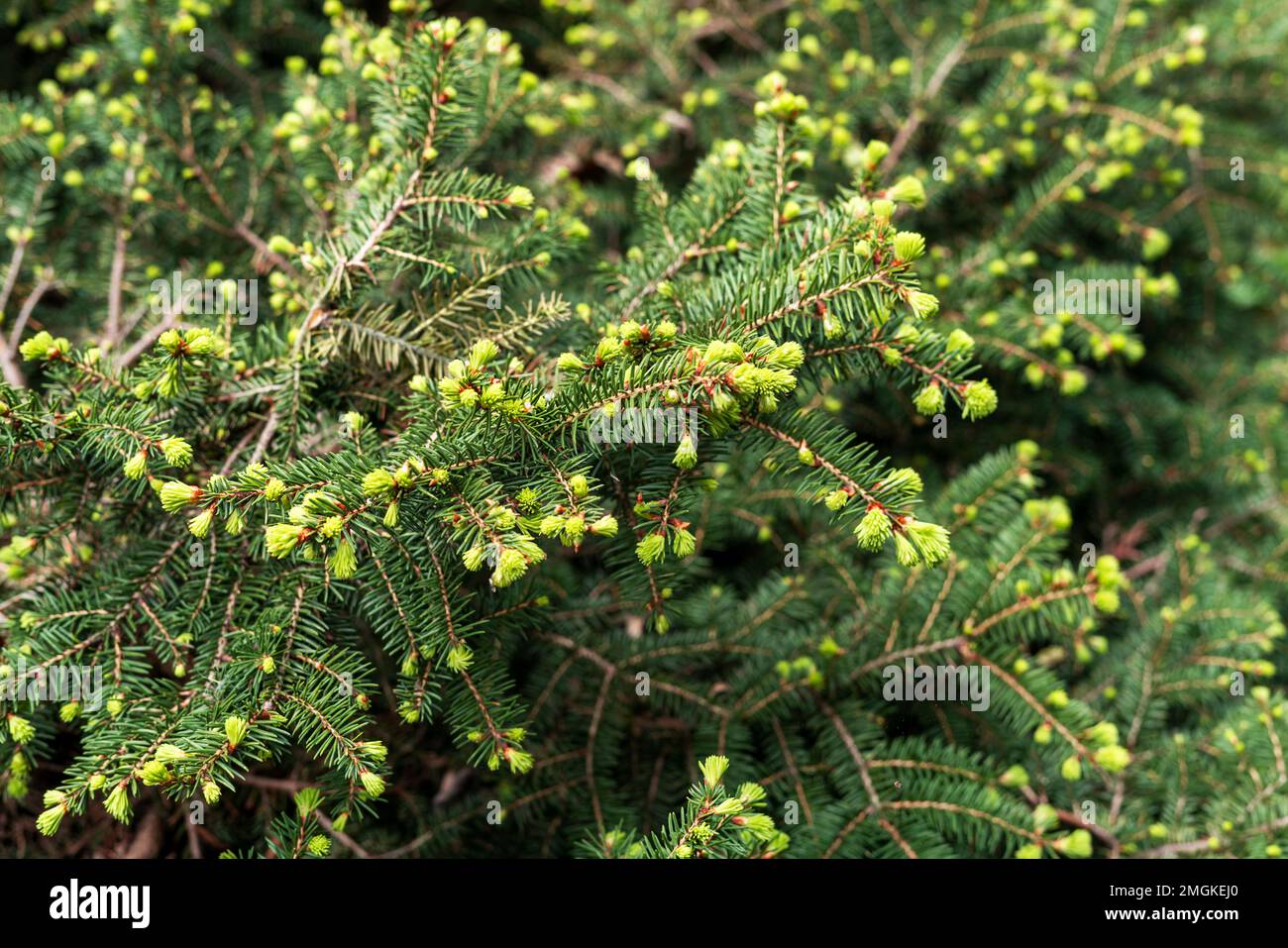 plant green background with branches of a coniferous tree with young ...