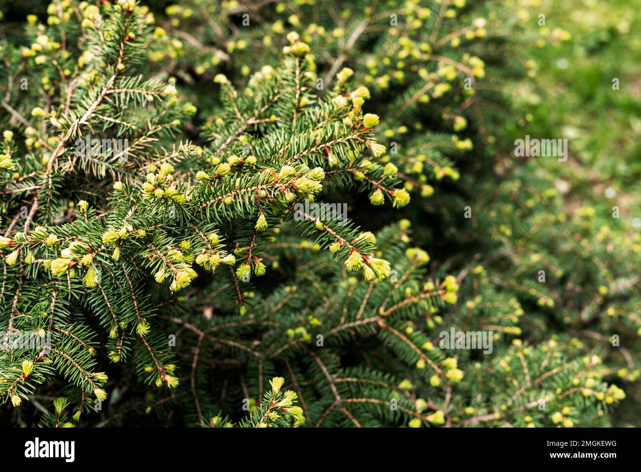 plant green background with branches of a coniferous tree with young ...