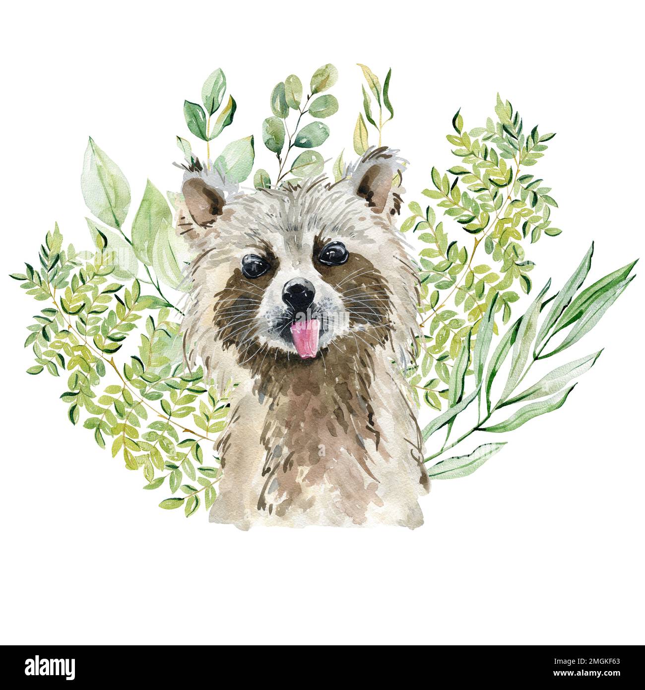 Cute raccoon. Watercolor illustration isolated on white background ...