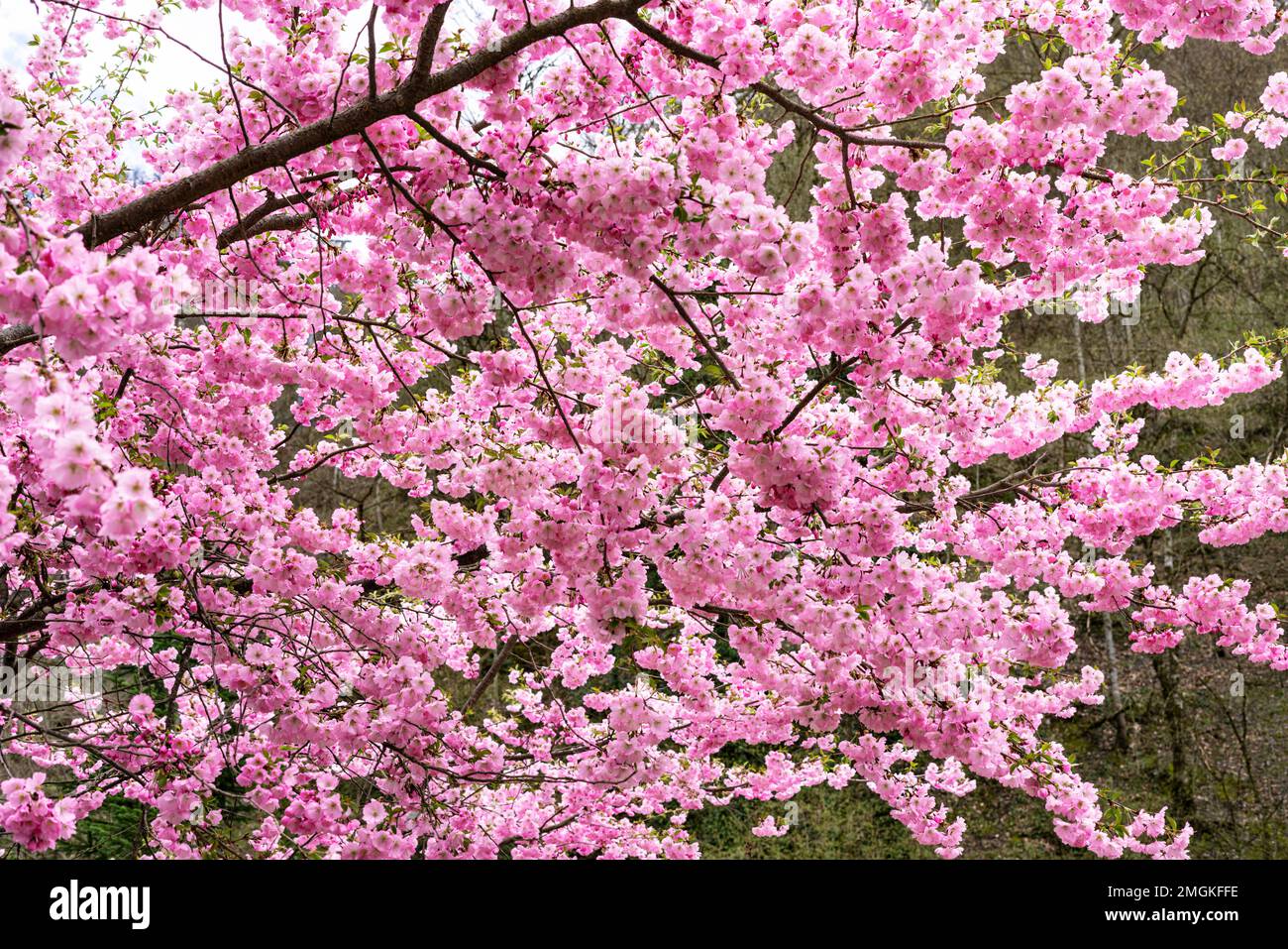 Full Bloom Cherry blossom Sakura pink flowers in spring season ...