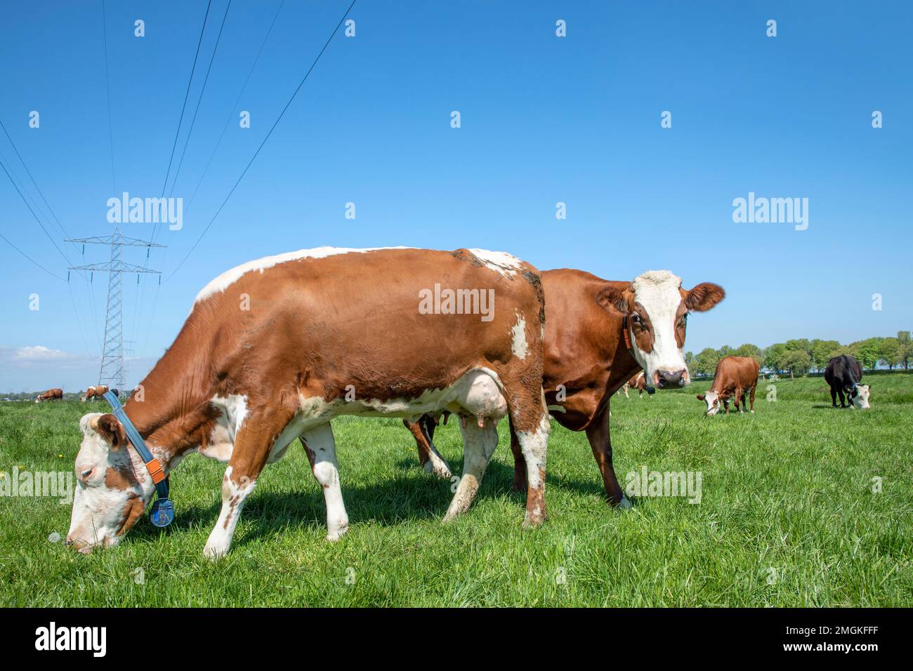 2 cows grazing in a field and electricity power pole, a peeking red and ...