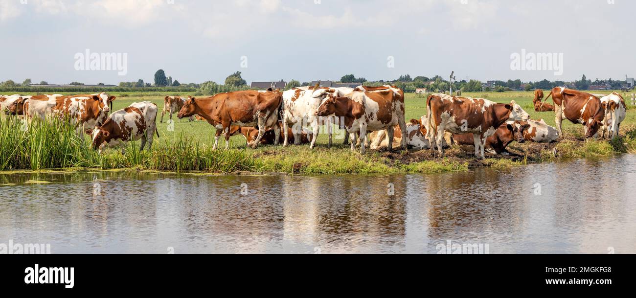 Cows on the bank of a creek, in a typical landscape of the netherlands ...