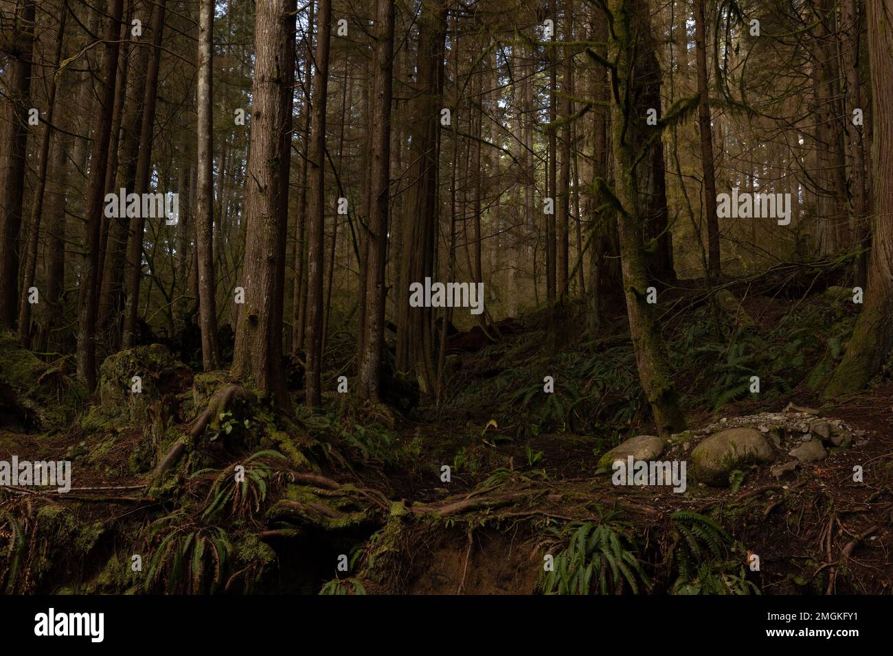 A scenic view of a forest landscape with tall wooden trees and ...