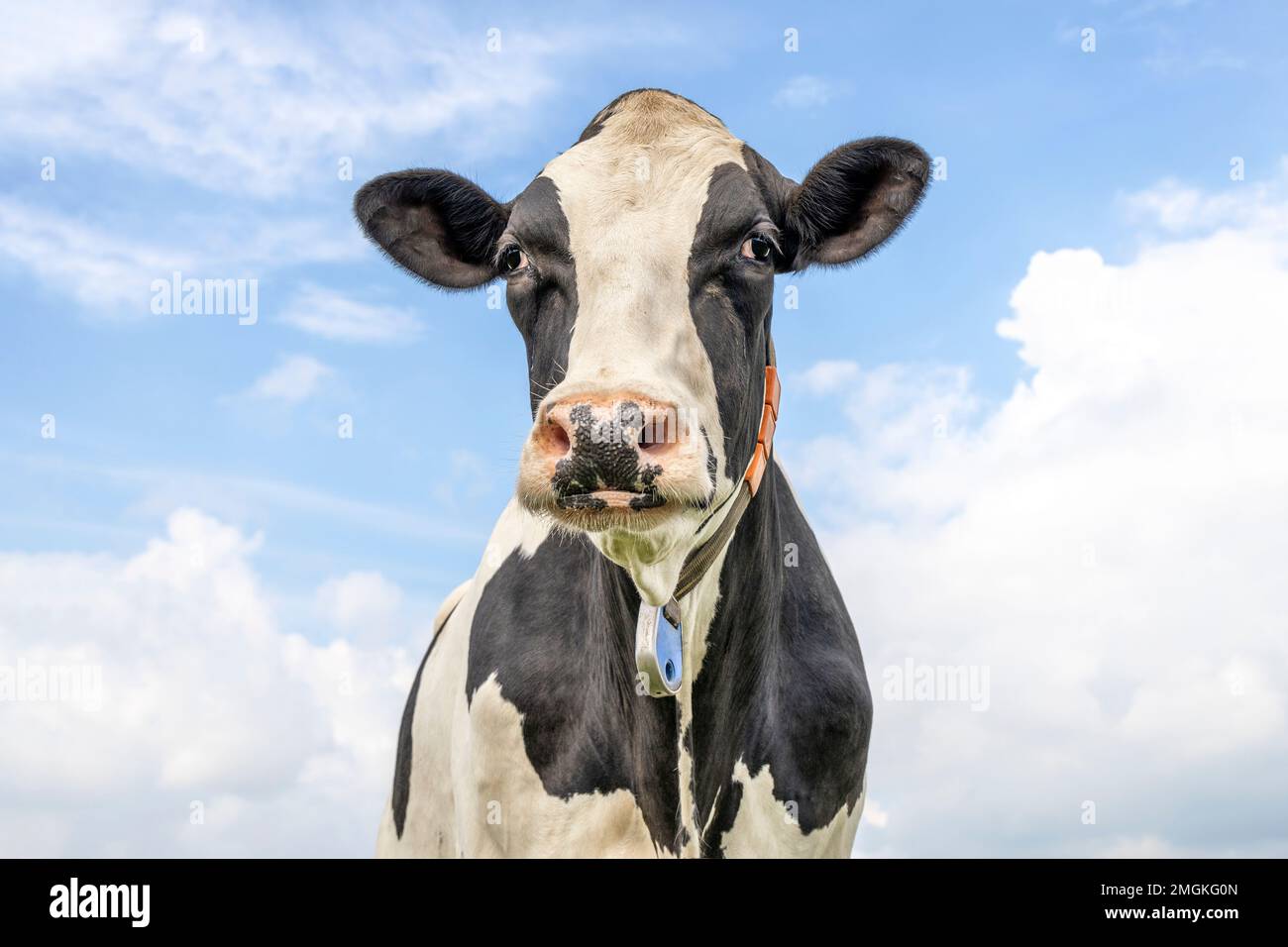 Calm cow black and white gentle sleepy looking, pink nose, medium shot ...