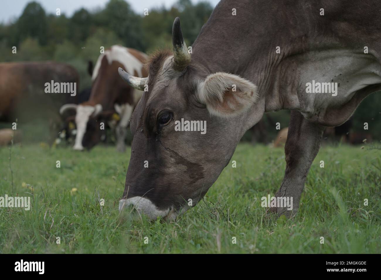 A closeup shot of grazing cows Stock Photo - Alamy