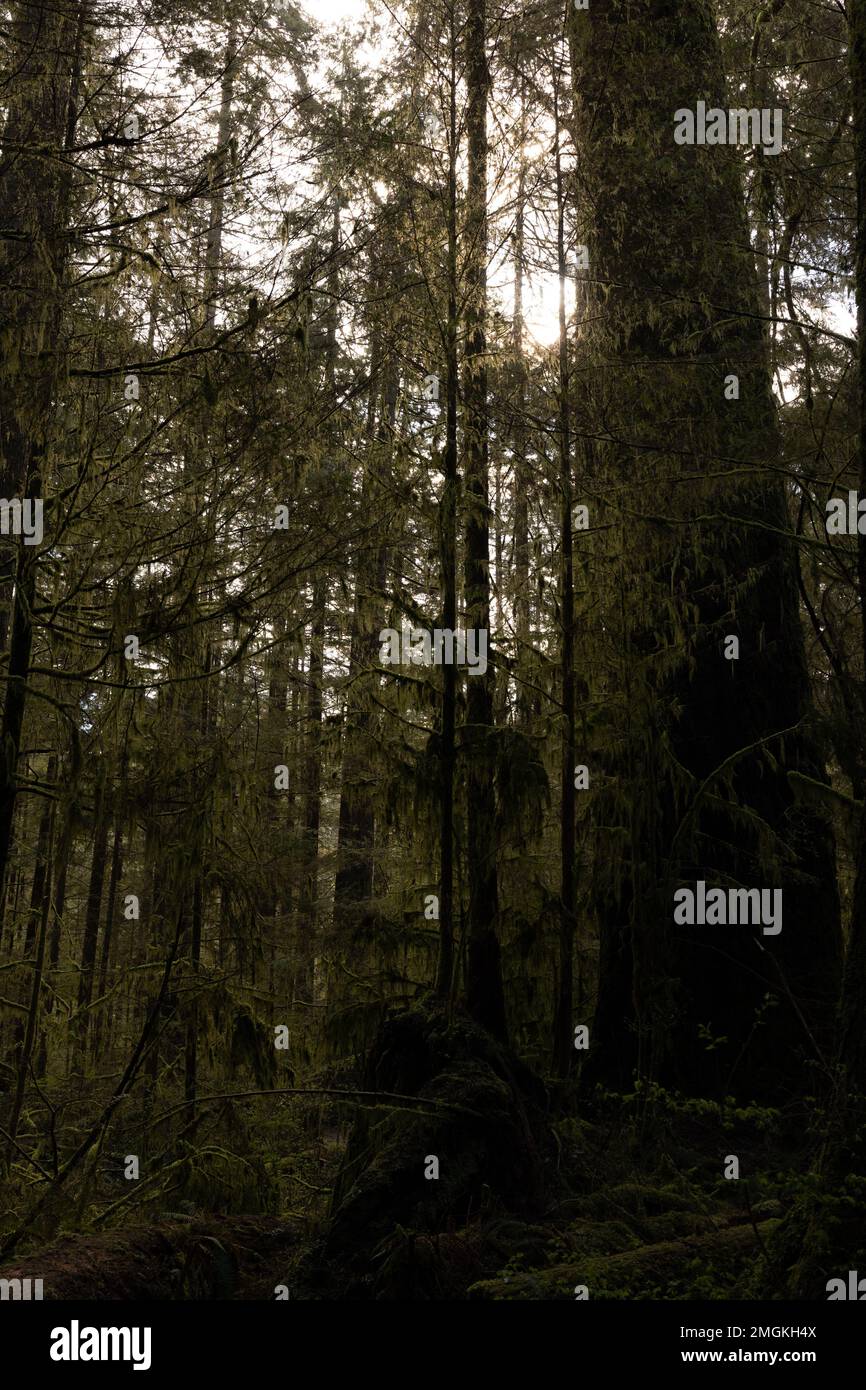 A scenic view of a forest landscape with tall wooden trees and ...