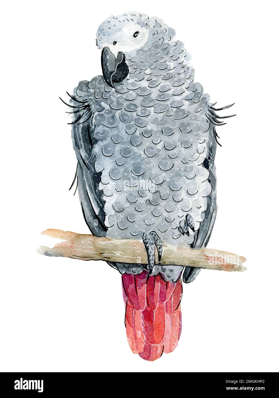 watercolor hand drawing of a tropical parrot Stock Photo - Alamy