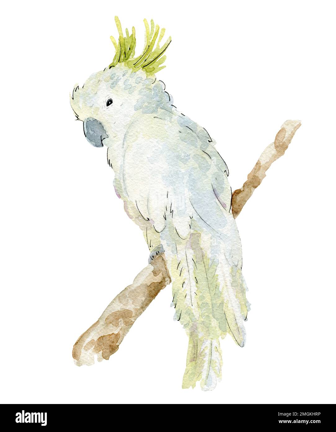 watercolor hand drawing of a tropical cockatoo Stock Photo - Alamy