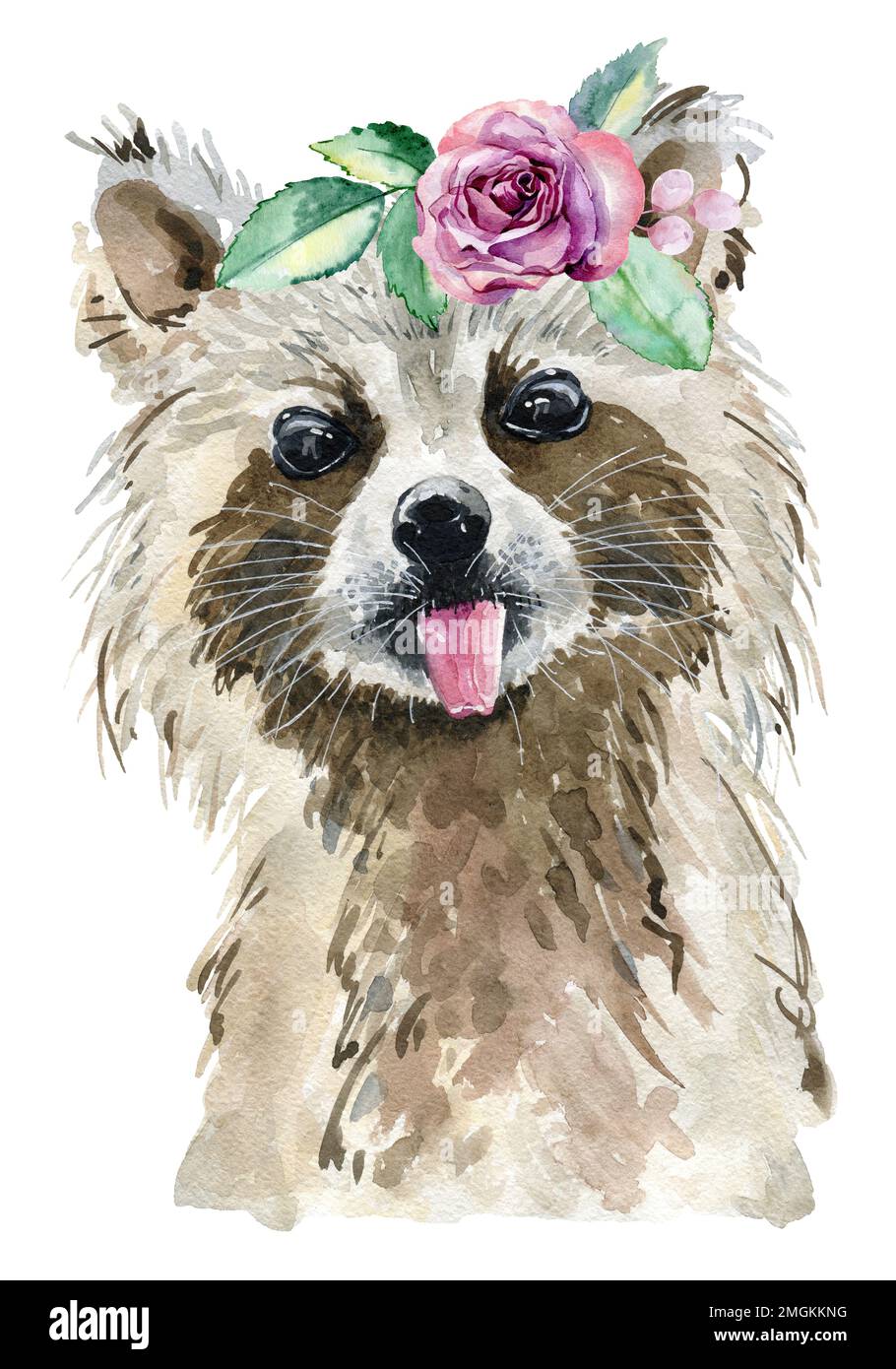 Cute raccoon. Watercolor illustration isolated on white background ...