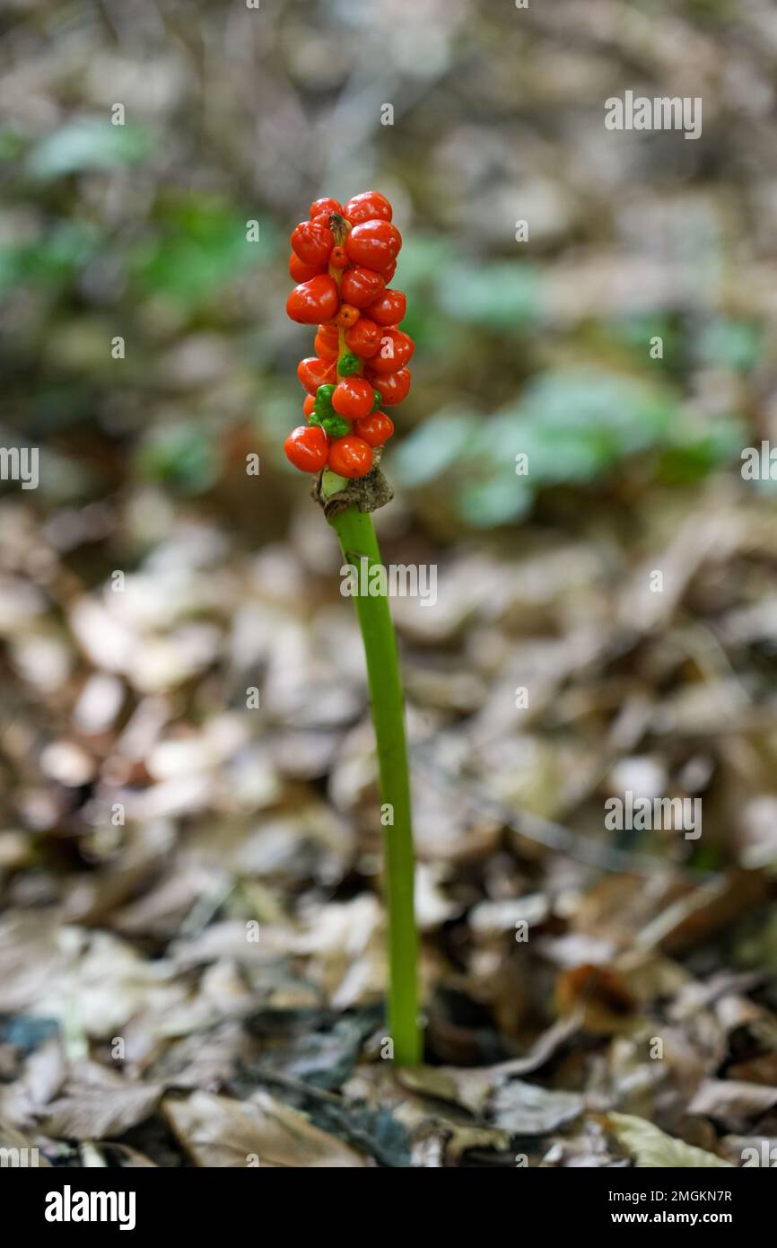 Close up of arum hi-res stock photography and images - Alamy