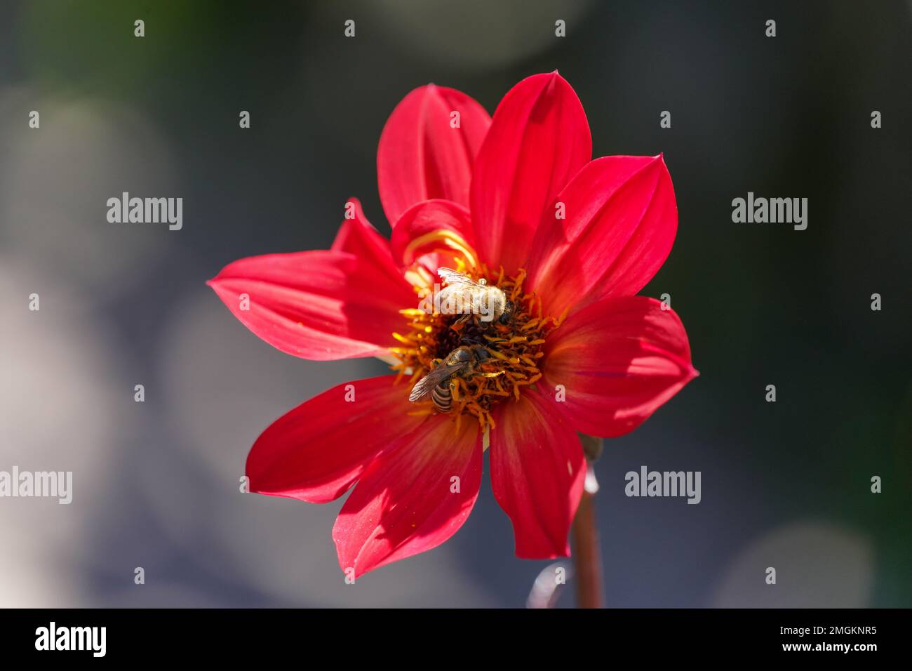 Bee collects nectar on a red dahlia flower Stock Photo - Alamy