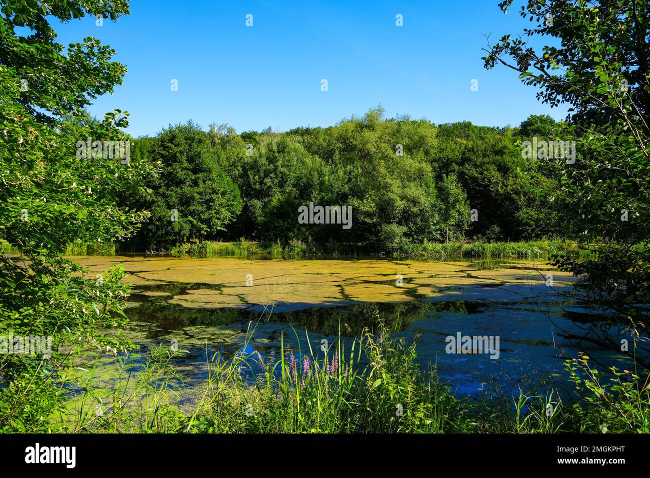 View of the Fulda near Fuldatal. Landscape by the river Stock Photo - Alamy