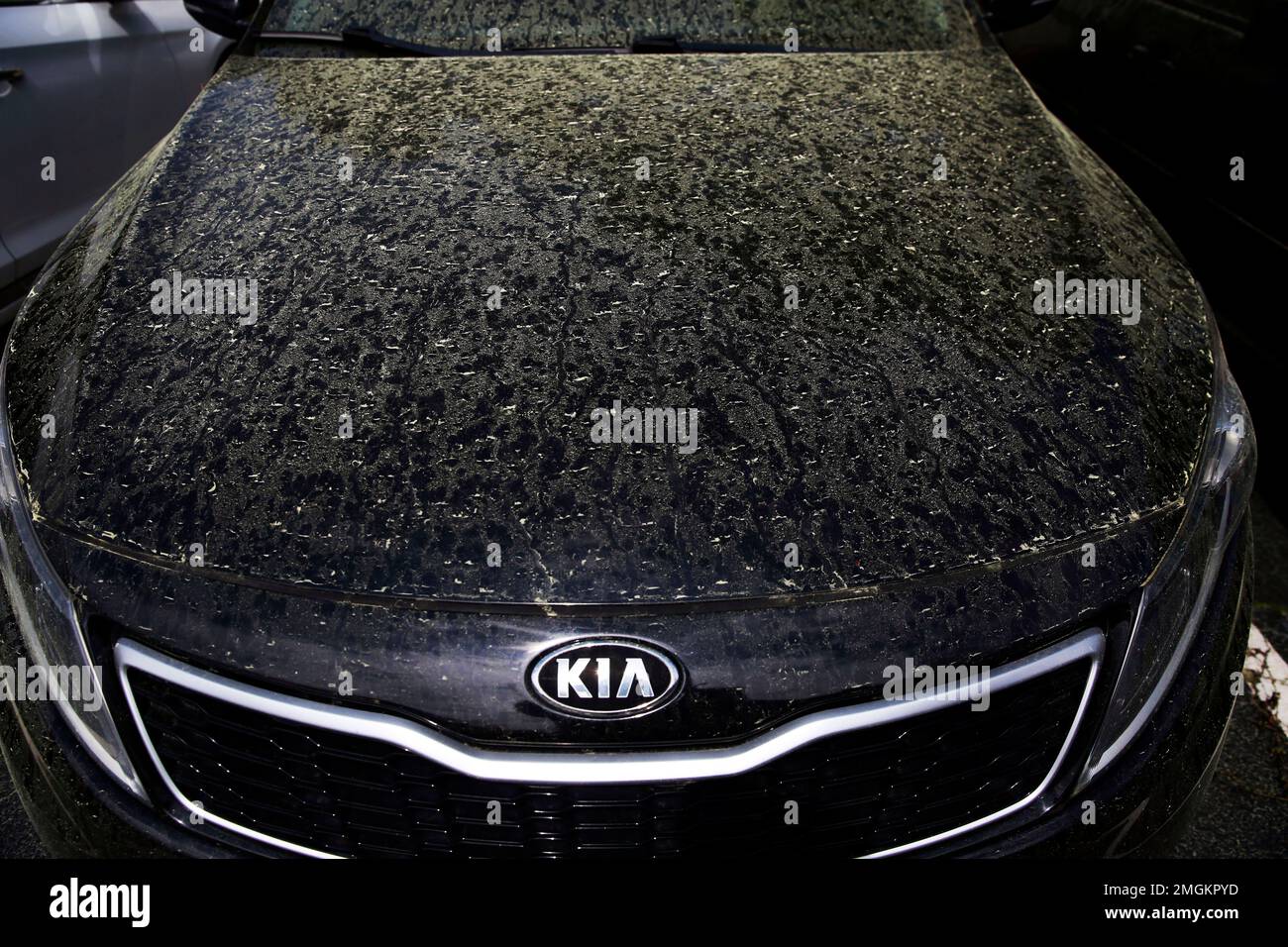 Pine pollen gathers on the hood of a car on Monday, March 30, 2020, in ...