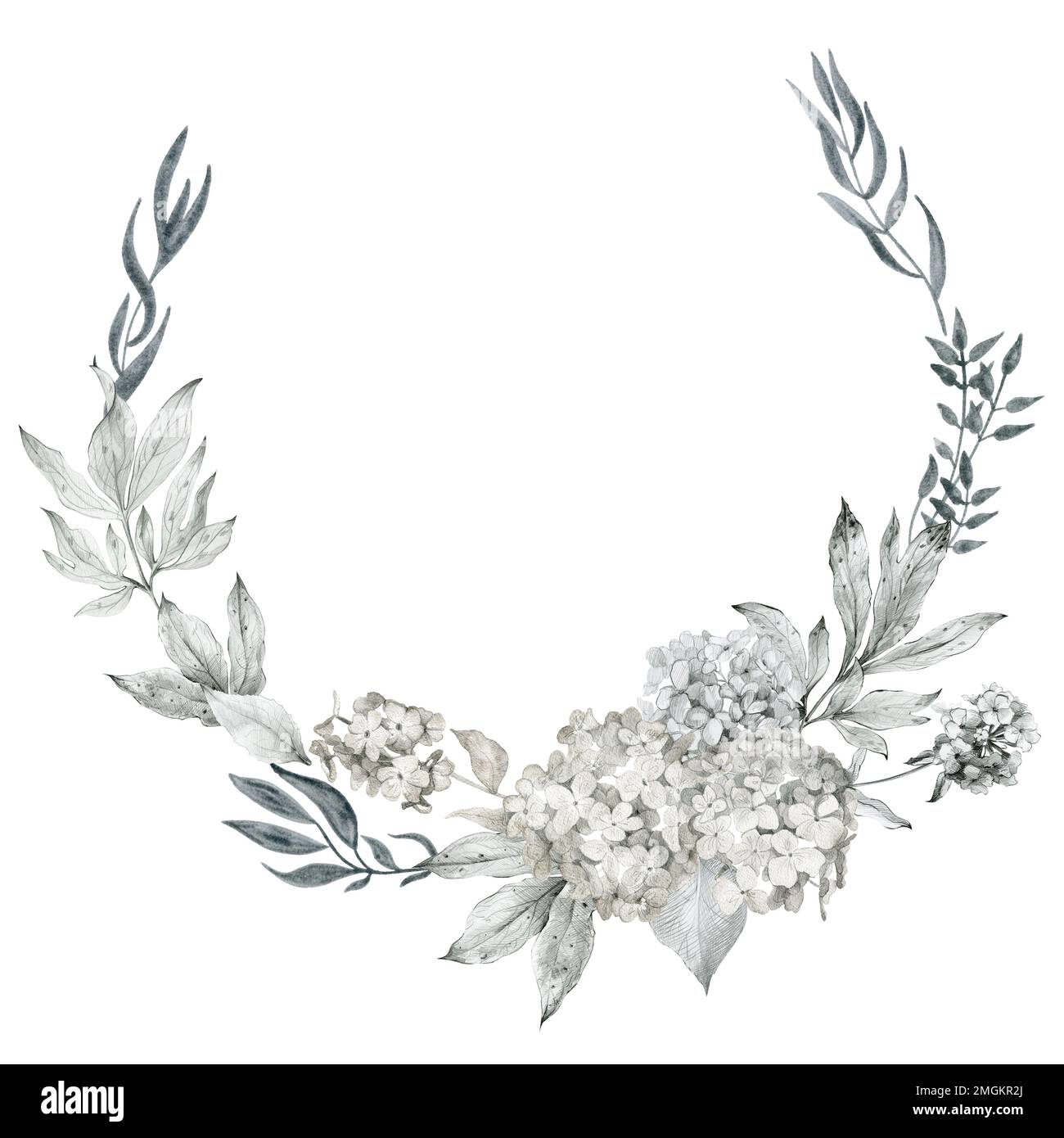 Silver leaf hydrangea Cut Out Stock Images & Pictures - Alamy