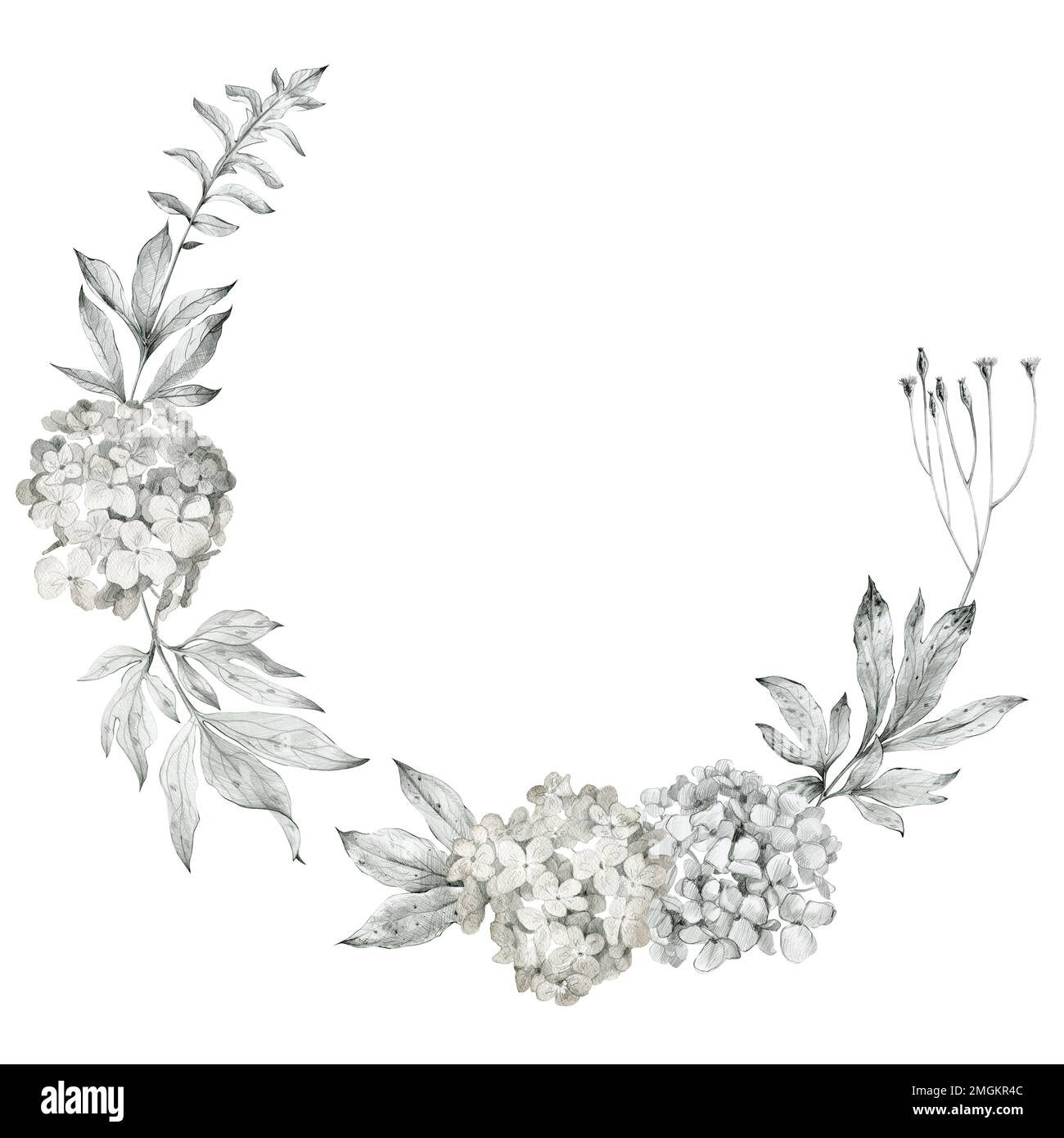 Silver leaf hydrangea Cut Out Stock Images & Pictures - Alamy