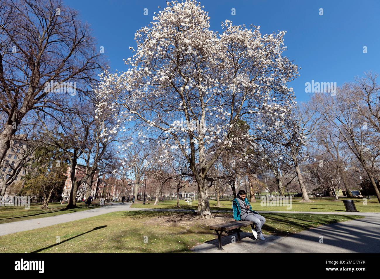 A man sits under a flowering magnolia tree in The Public Garden in ...