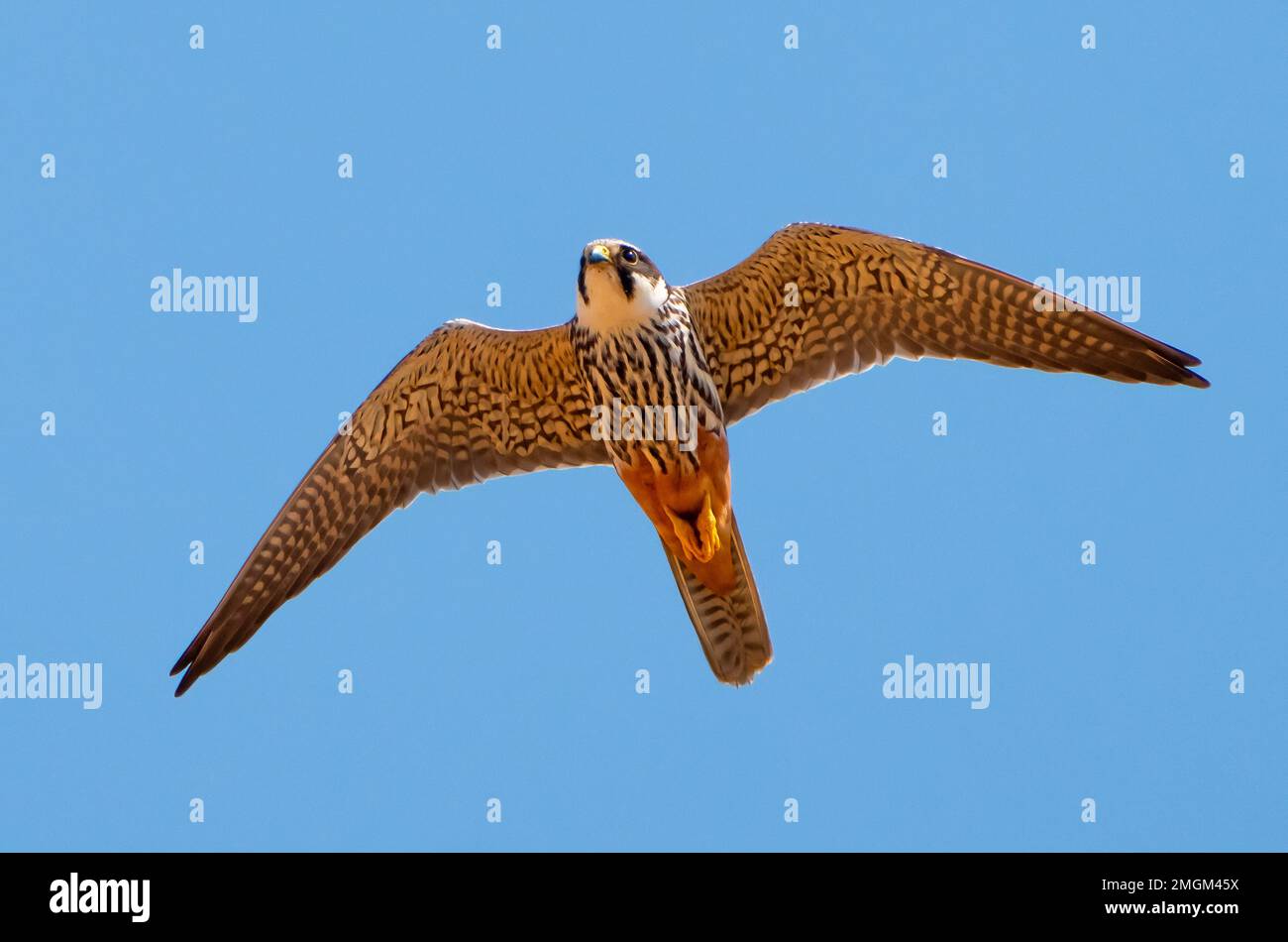 Hobby (Falco subbuteo) in flight, England Stock Photo - Alamy
