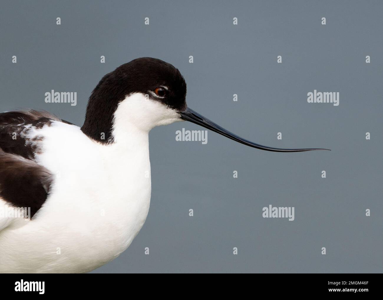 Avocet (Recurvirostra avosetta) head details, England Stock Photo - Alamy