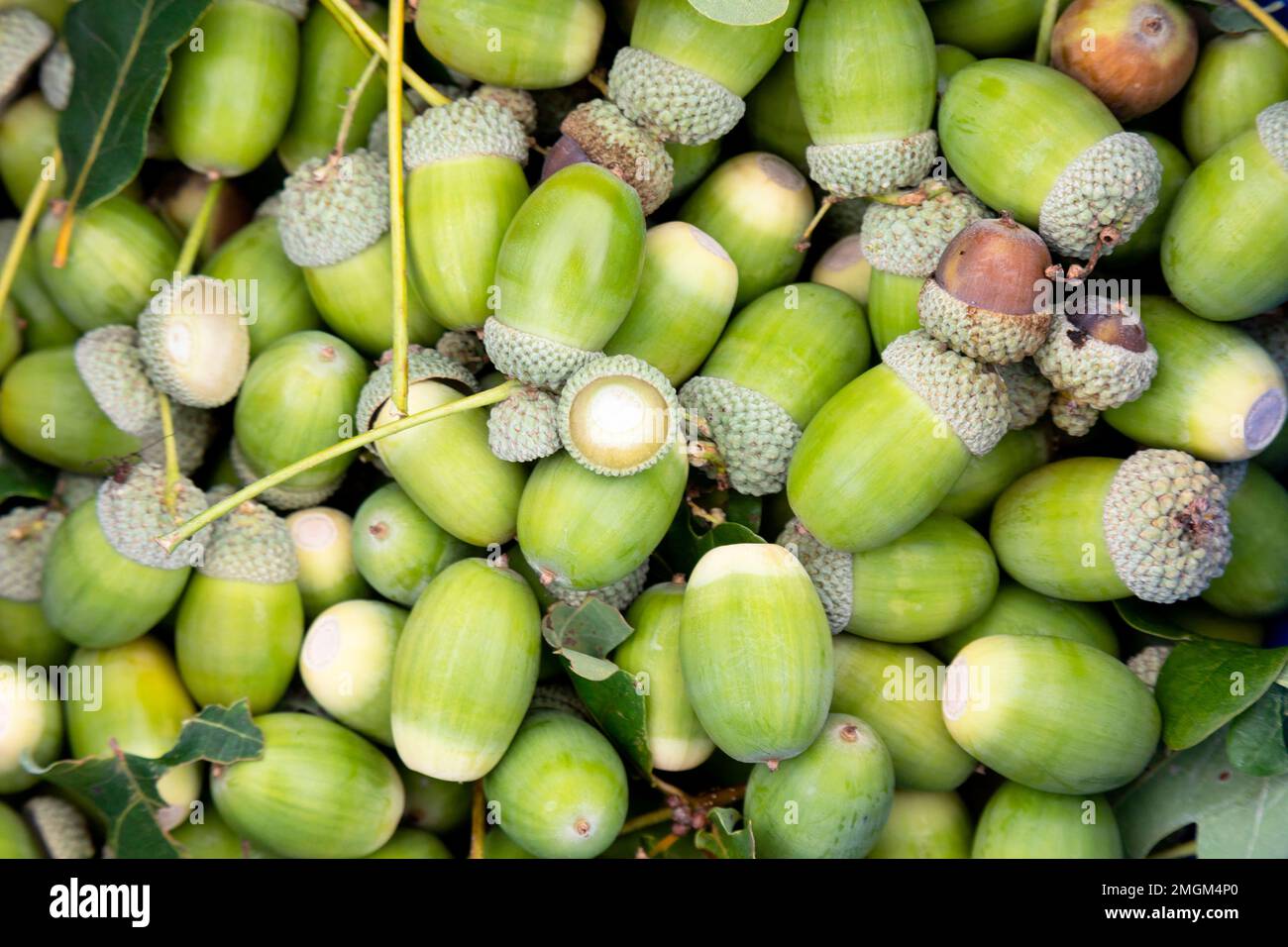 Acorn (Quercus sp), England Stock Photo - Alamy