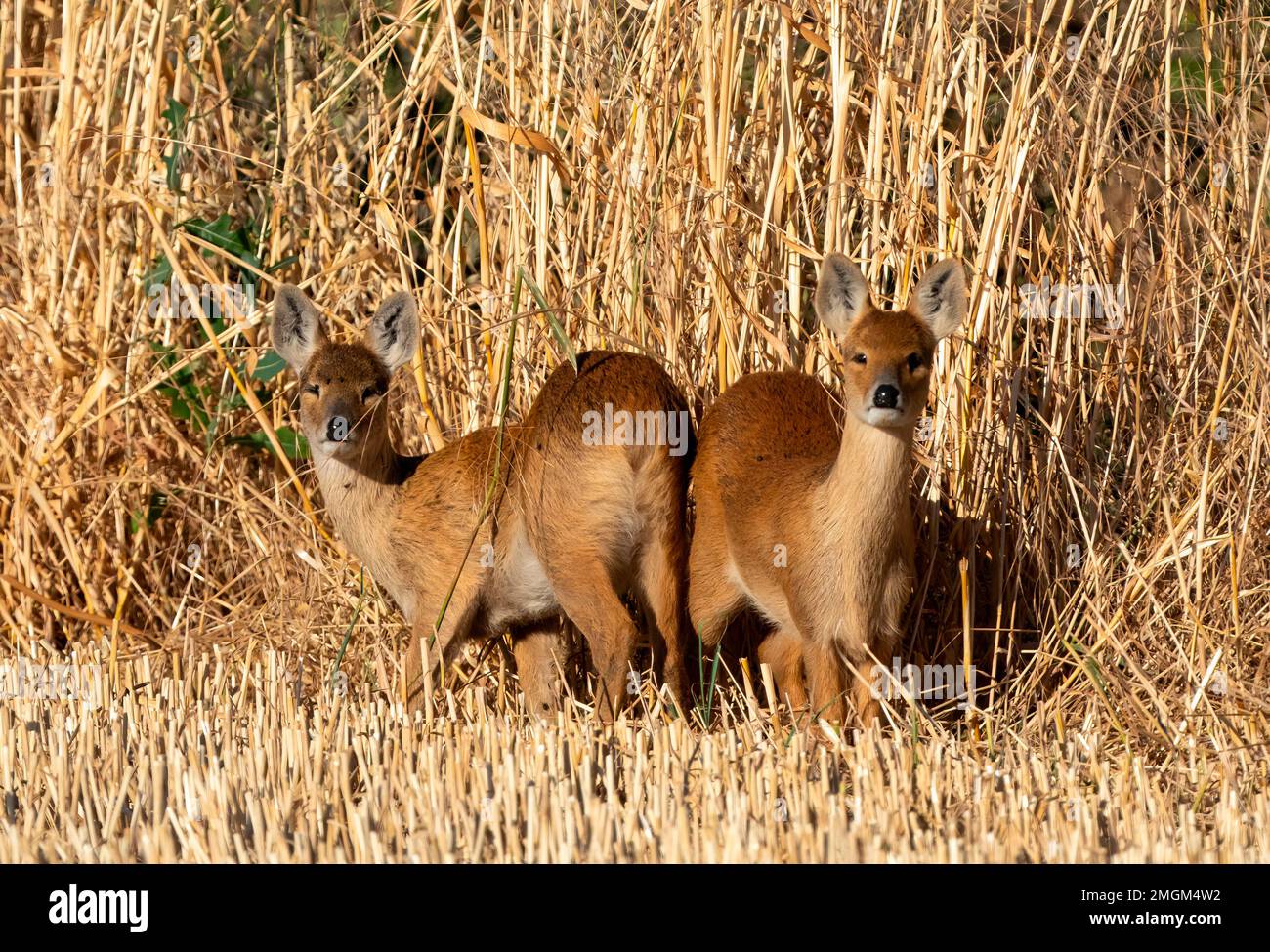 Chinese water deer (Hydropotes inermis) standing in stubble, England ...
