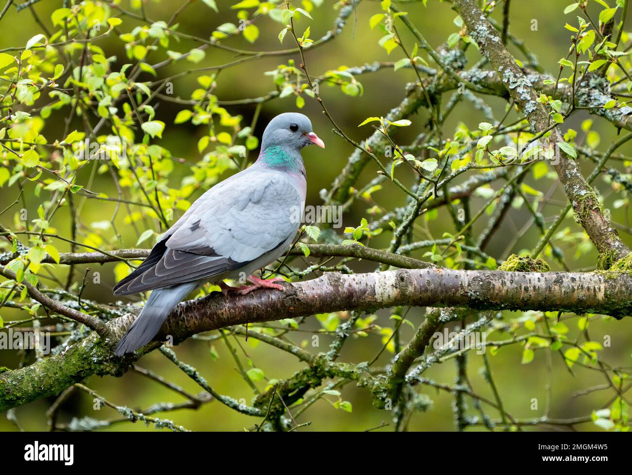 Stock dove (Columba Oenas) perched in a tree, England Stock Photo - Alamy