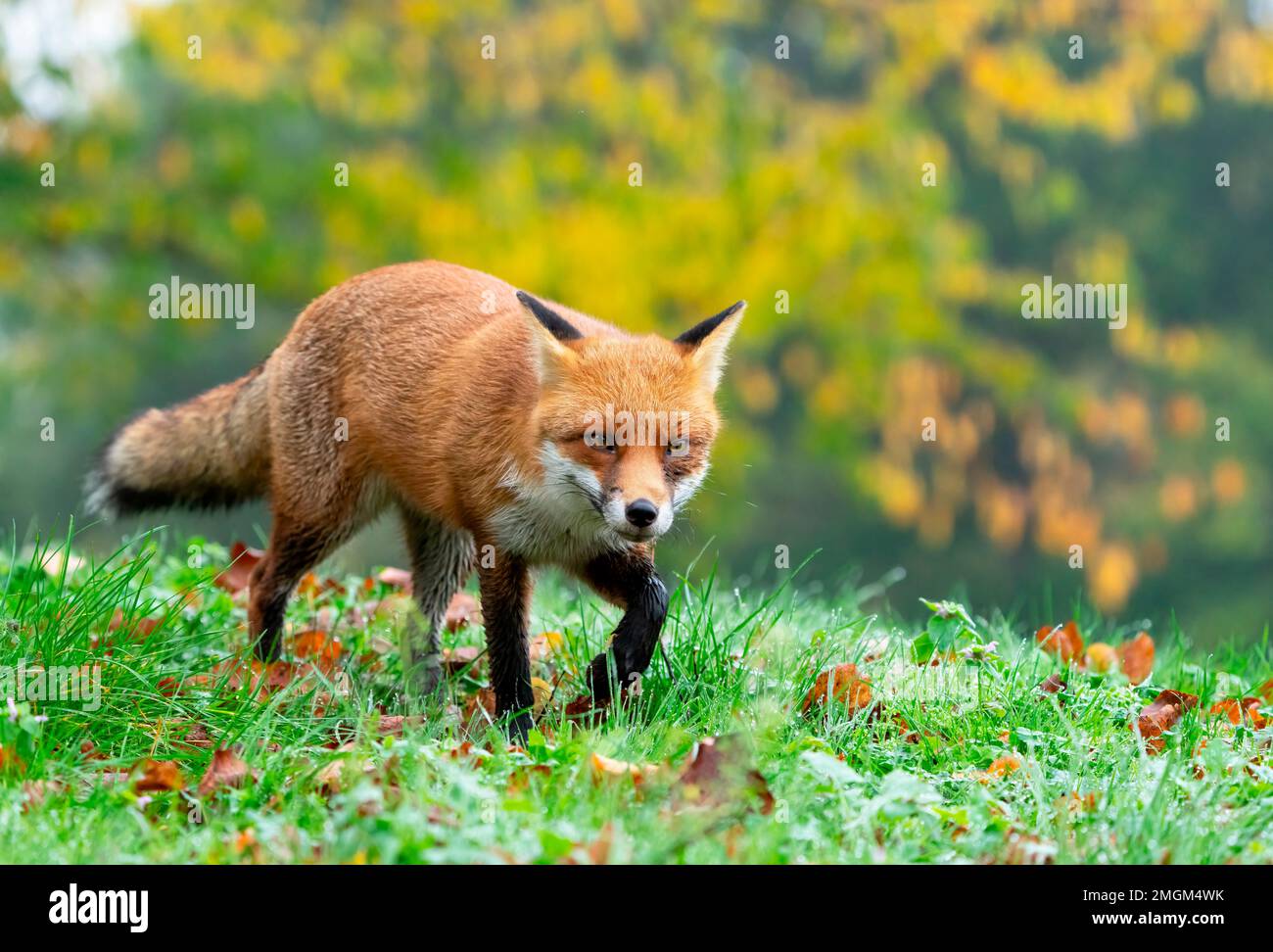 Red fox (Vulpes vulpes) walking in a meadow, England Stock Photo - Alamy