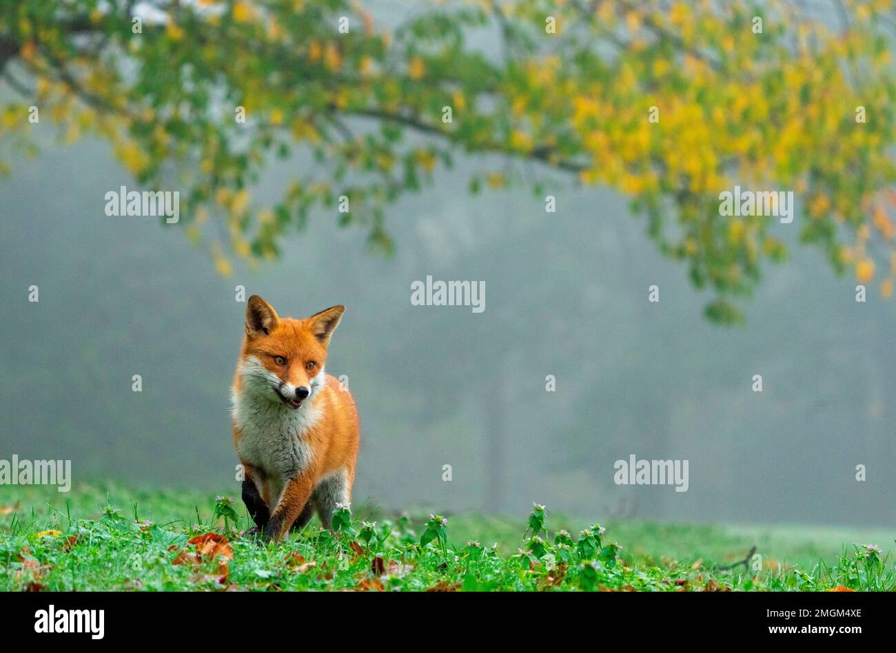 Red fox (Vulpes vulpes) walking in a meadow, England Stock Photo - Alamy