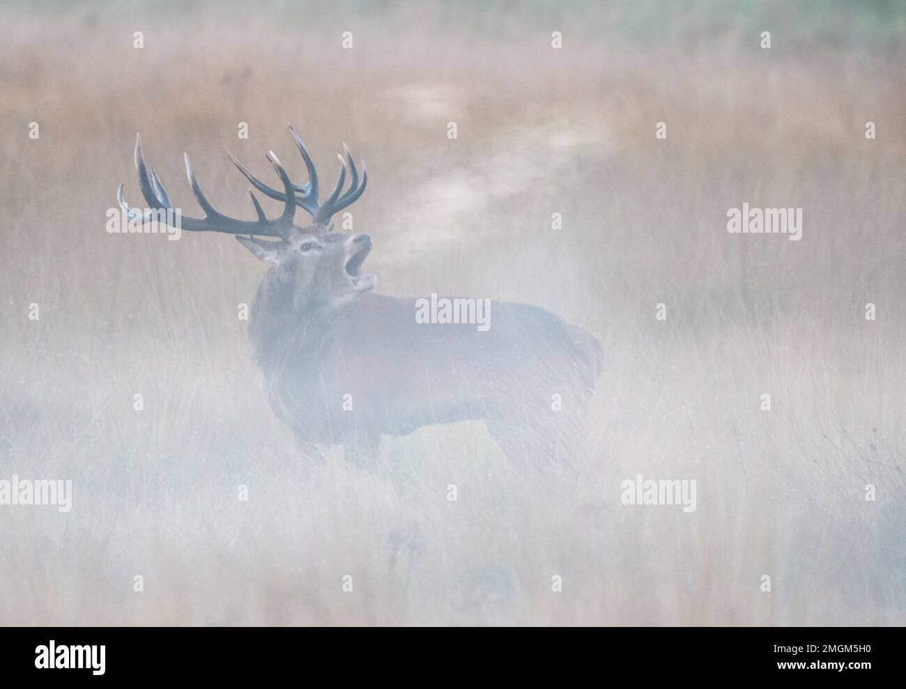 Red deer (Cervus elaphus) stag bellowing in the mist, England Stock ...