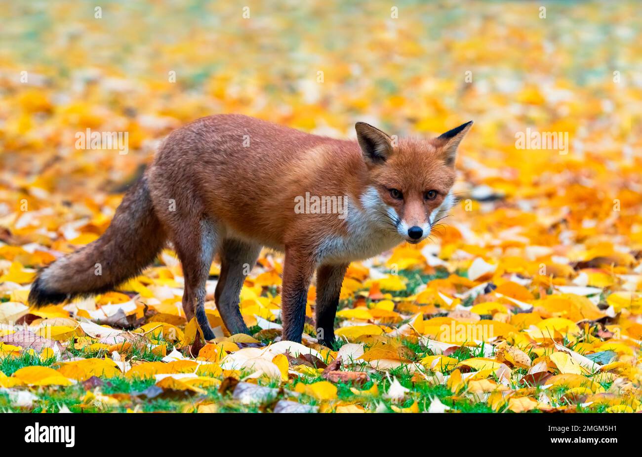 Red fox (Vulpes vulpes) standing amongst fallen leaves Stock Photo - Alamy