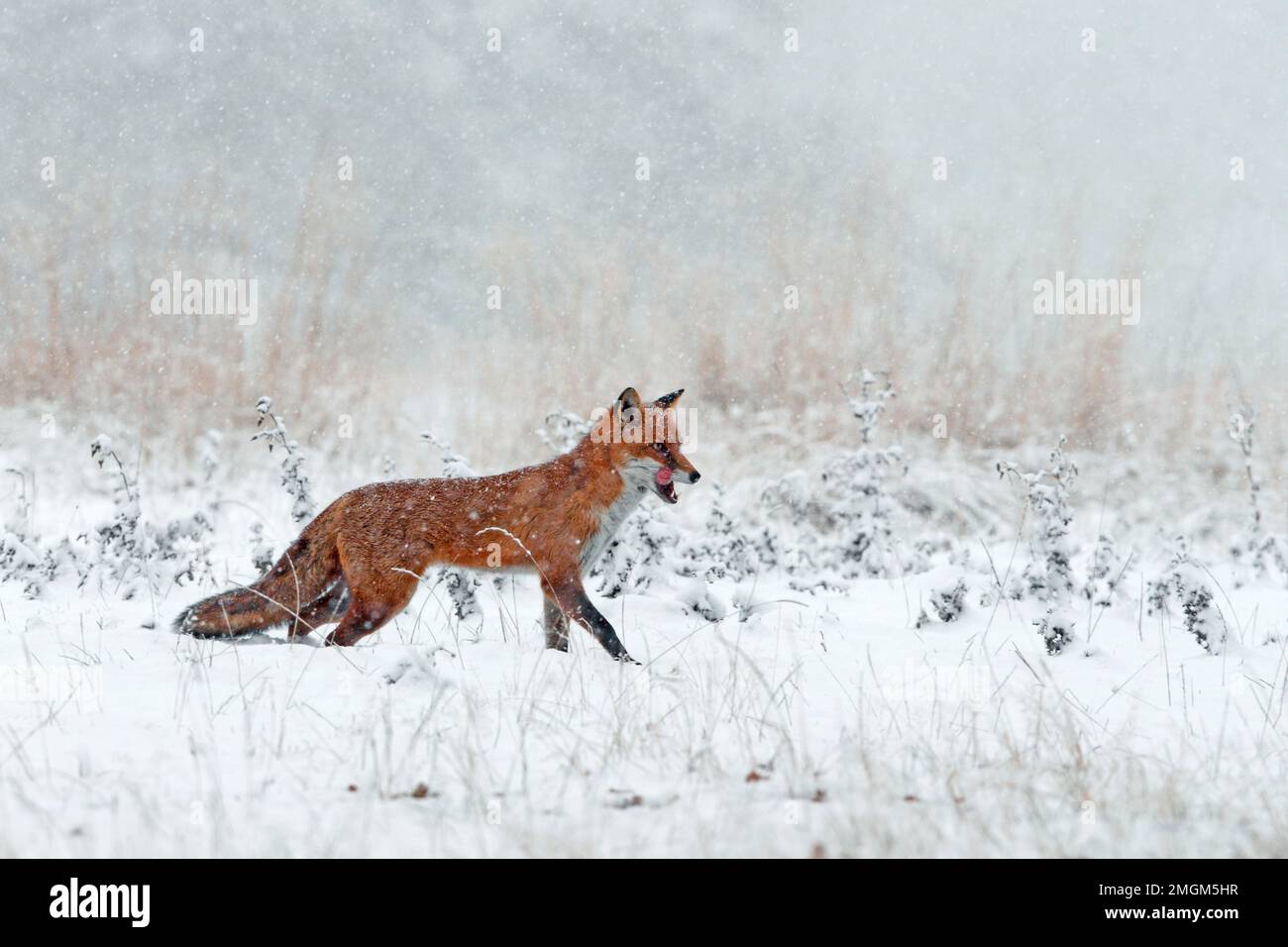Red fox (Vulpes vulpes) standing in snow storm, England Stock Photo - Alamy