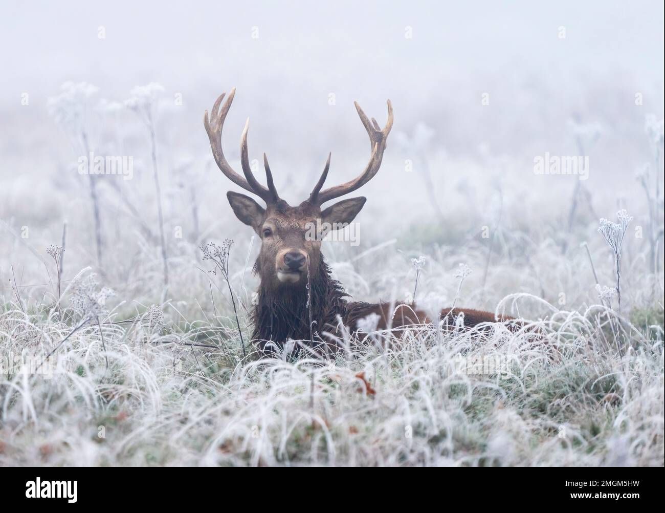 Red deer (Cervus elaphus) amongst frozen bracken, England Stock Photo ...