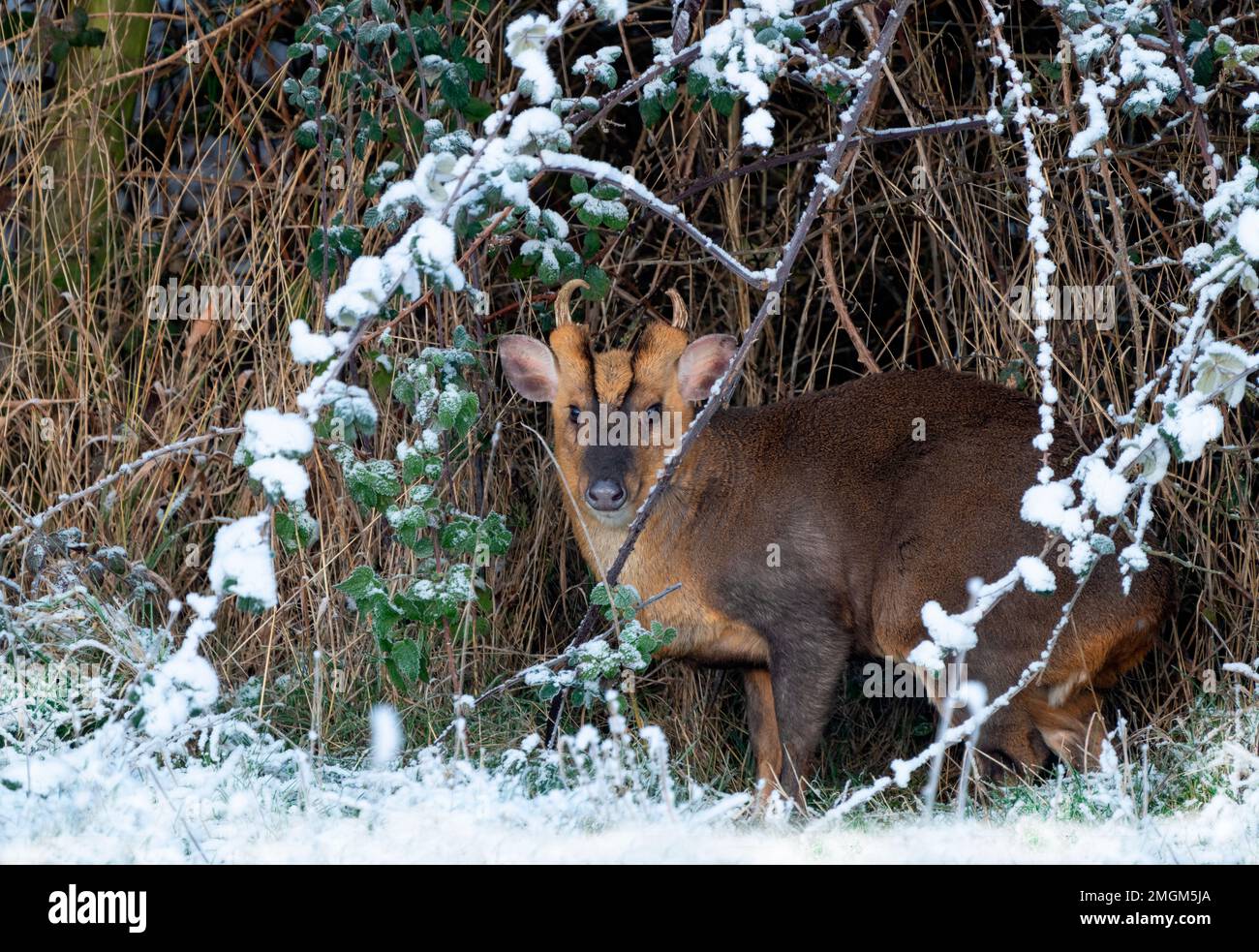 Muntjack deer (Muntiacus reevesi) hiding, England Stock Photo - Alamy