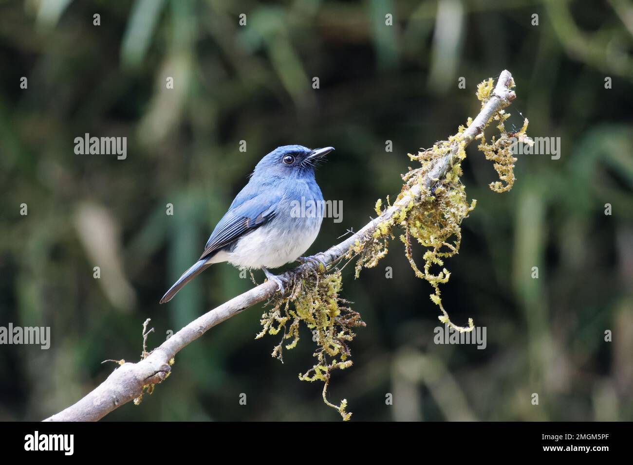 White bellied blue flycatcher female perching on a tree branch in a ...