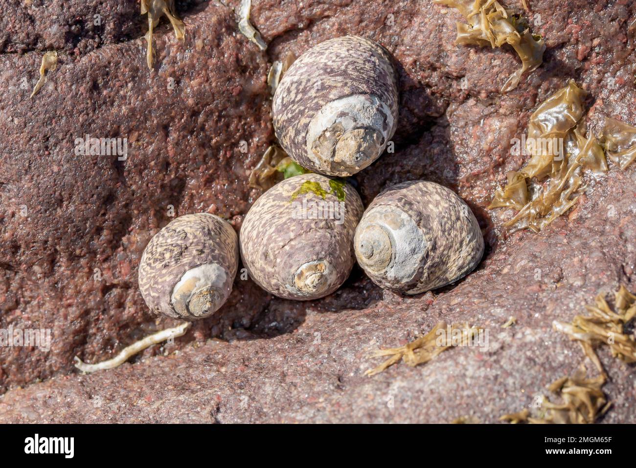 Lined top shell (Phorcus lineatus), group on pink sandstone rock, Cotes ...