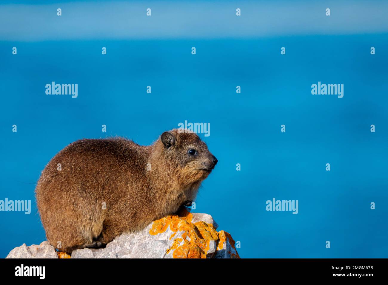 Rock hyrax, dassie, cape hyrax or rock rabbit (Procavia capensis ...