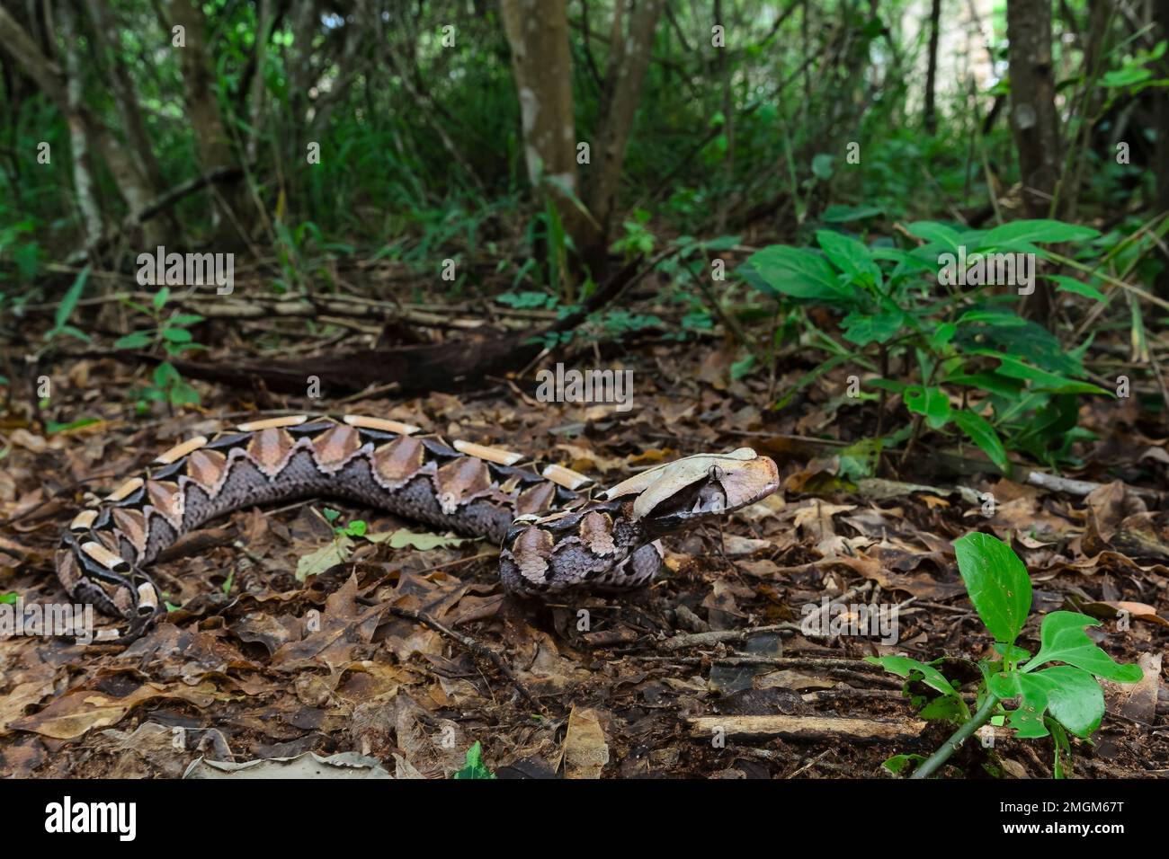The beautifully patterned Gaboon Adder (Bitis gabonica) camouflaged ...