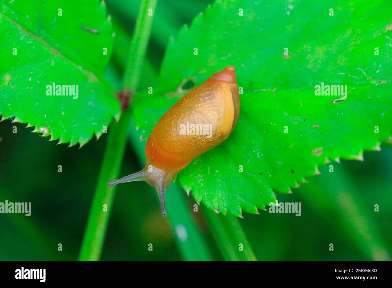 Pfeiffer's Amber Snail (Oxyloma elegans) on a leaf, France Stock Photo ...